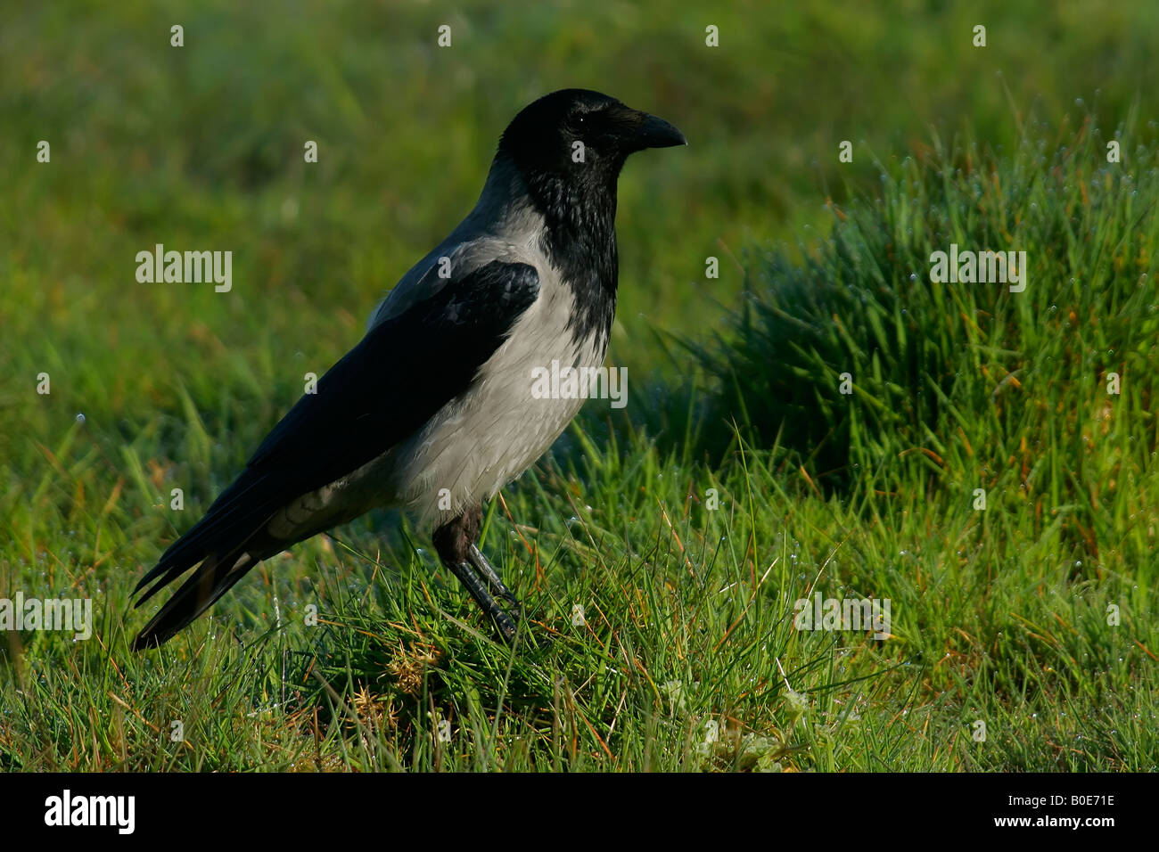 The Hooded Crow Stock Photo - Alamy