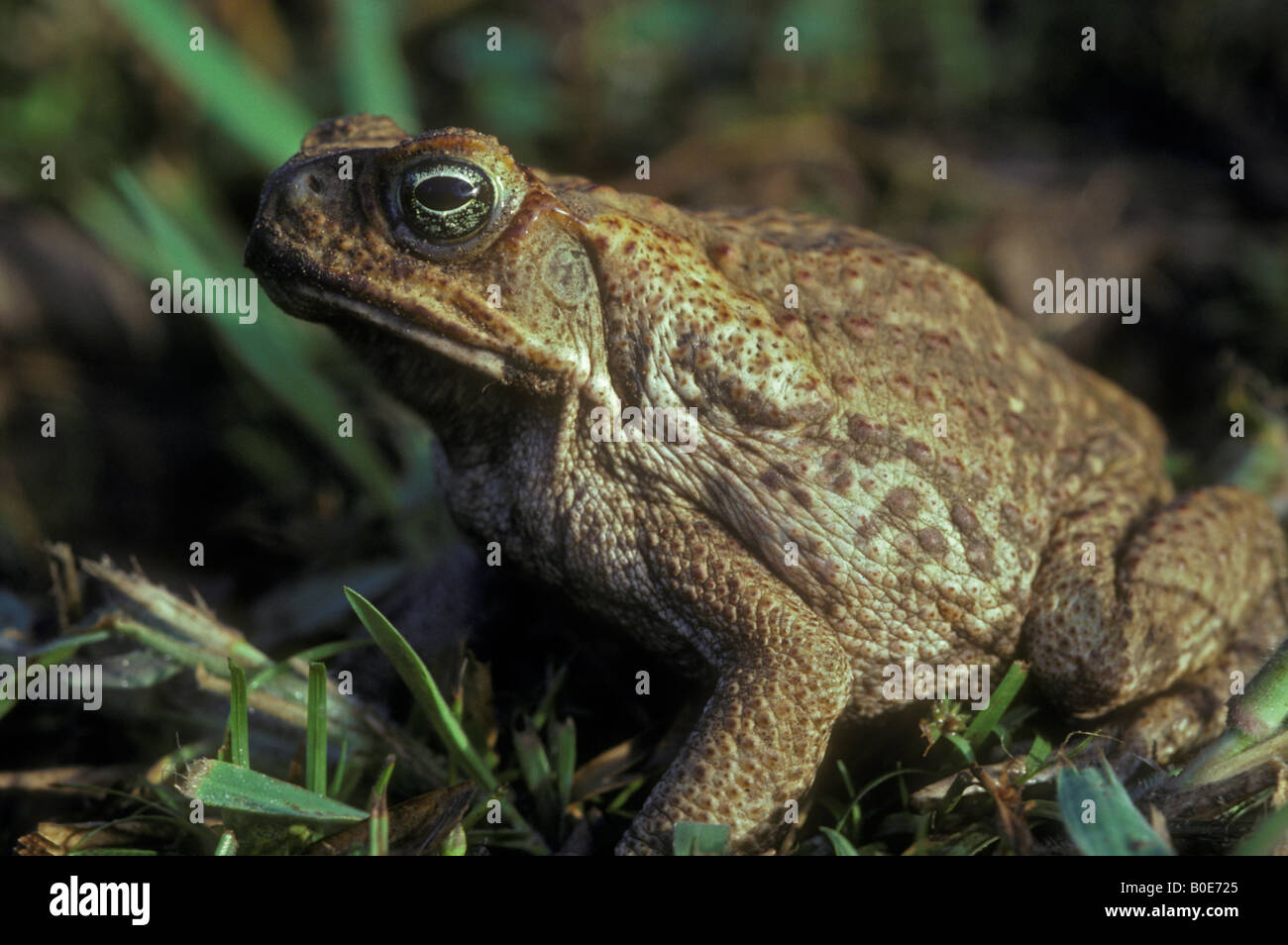 Cane toad (Bufo marinus) - Australia Stock Photo - Alamy