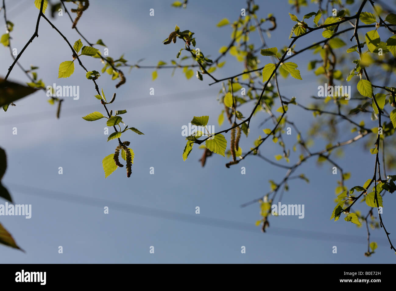 Silver Birch Tree, Betula pendula, leaves emerging in spring.Cheshire ...