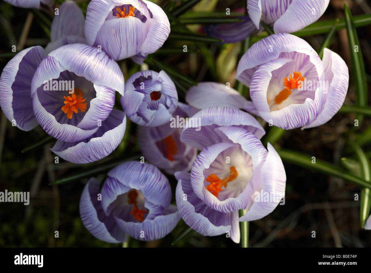 Crocus group hi-res stock photography and images - Alamy