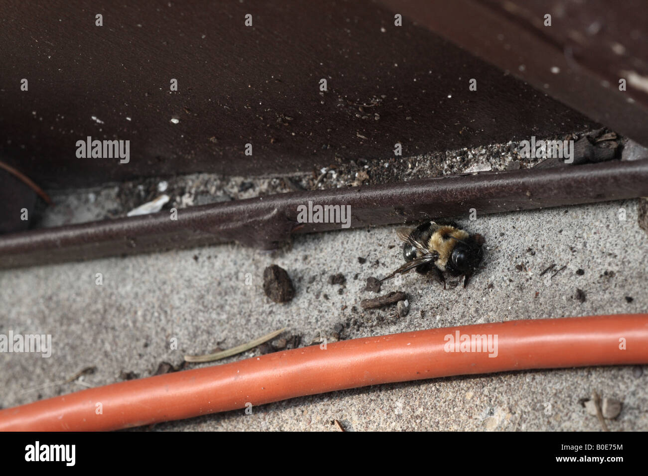 Dead bumblebee hi-res stock photography and images - Alamy