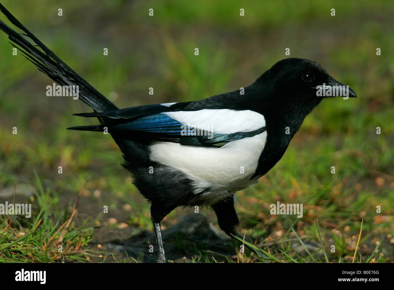Magpie watching hi-res stock photography and images - Alamy