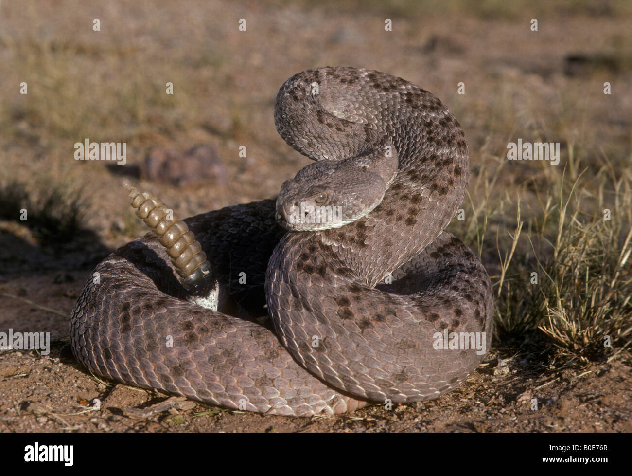 Western Diamondback Rattlesnake (Crotalus atrox) Arizona - Perhaps the ...