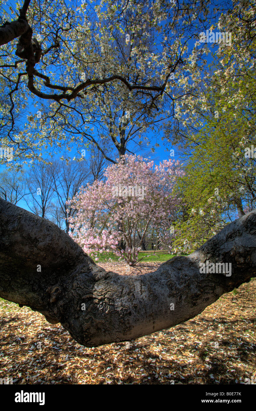 Early spring in central park Stock Photo - Alamy
