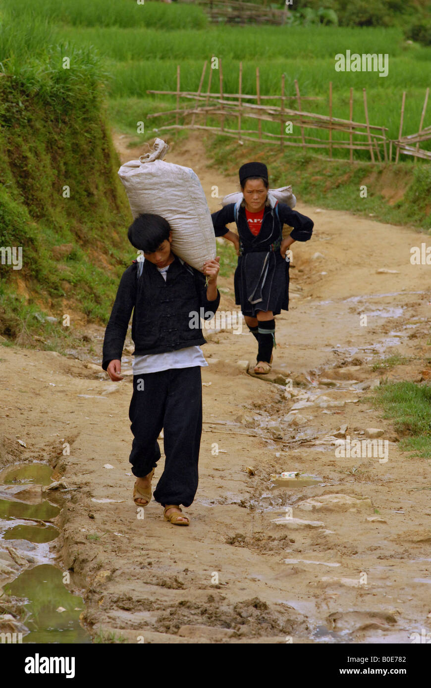 Hmong Tribe people carrying bags of Rice Northern Vietnam next to Sapa ...