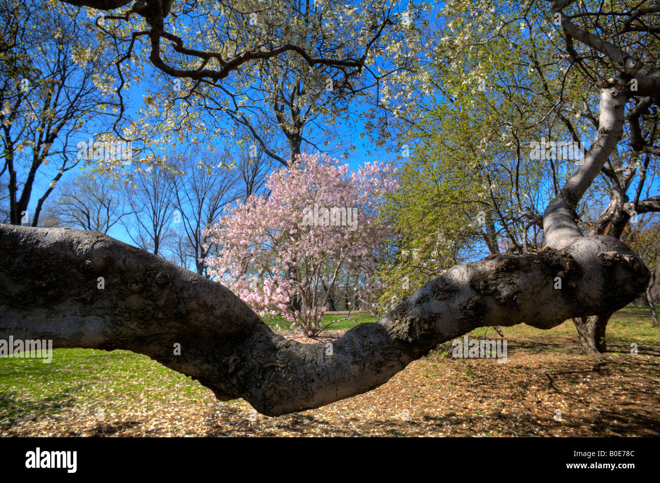 Early spring in central park Stock Photo - Alamy
