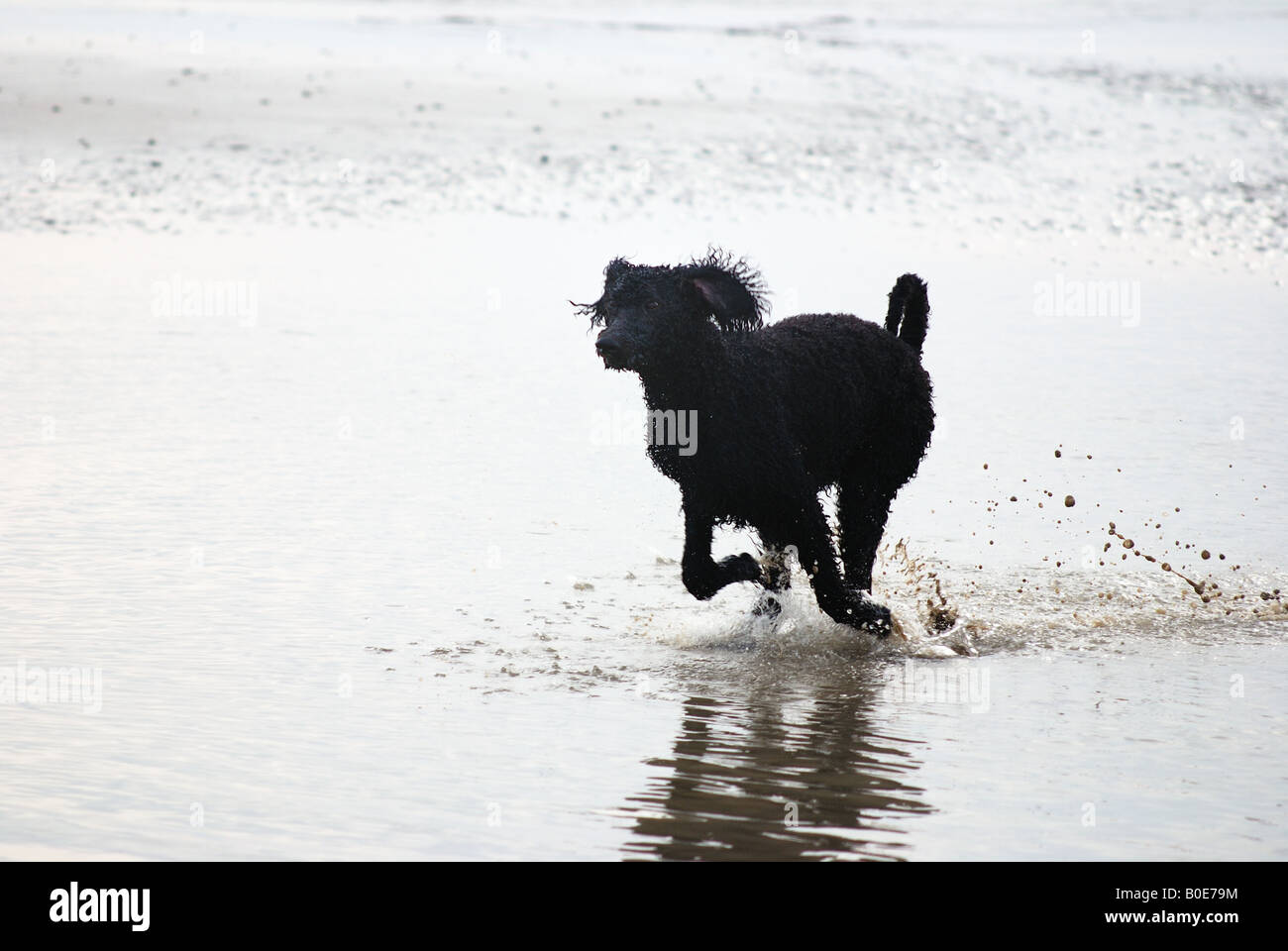 Canine motion hi-res stock photography and images - Alamy