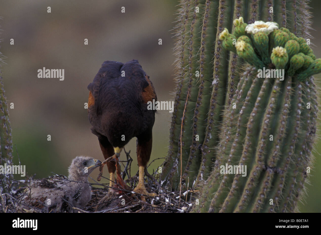 Harris hawk nest hi-res stock photography and images - Alamy