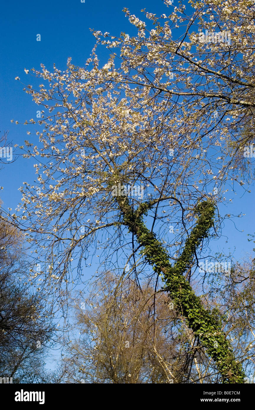 árbol del norte hi-res stock photography and images - Alamy