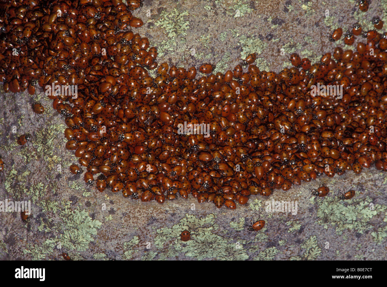 Ladybird Beetles (ladybugs) (Hippodamia convergens) Southern Arizona ...