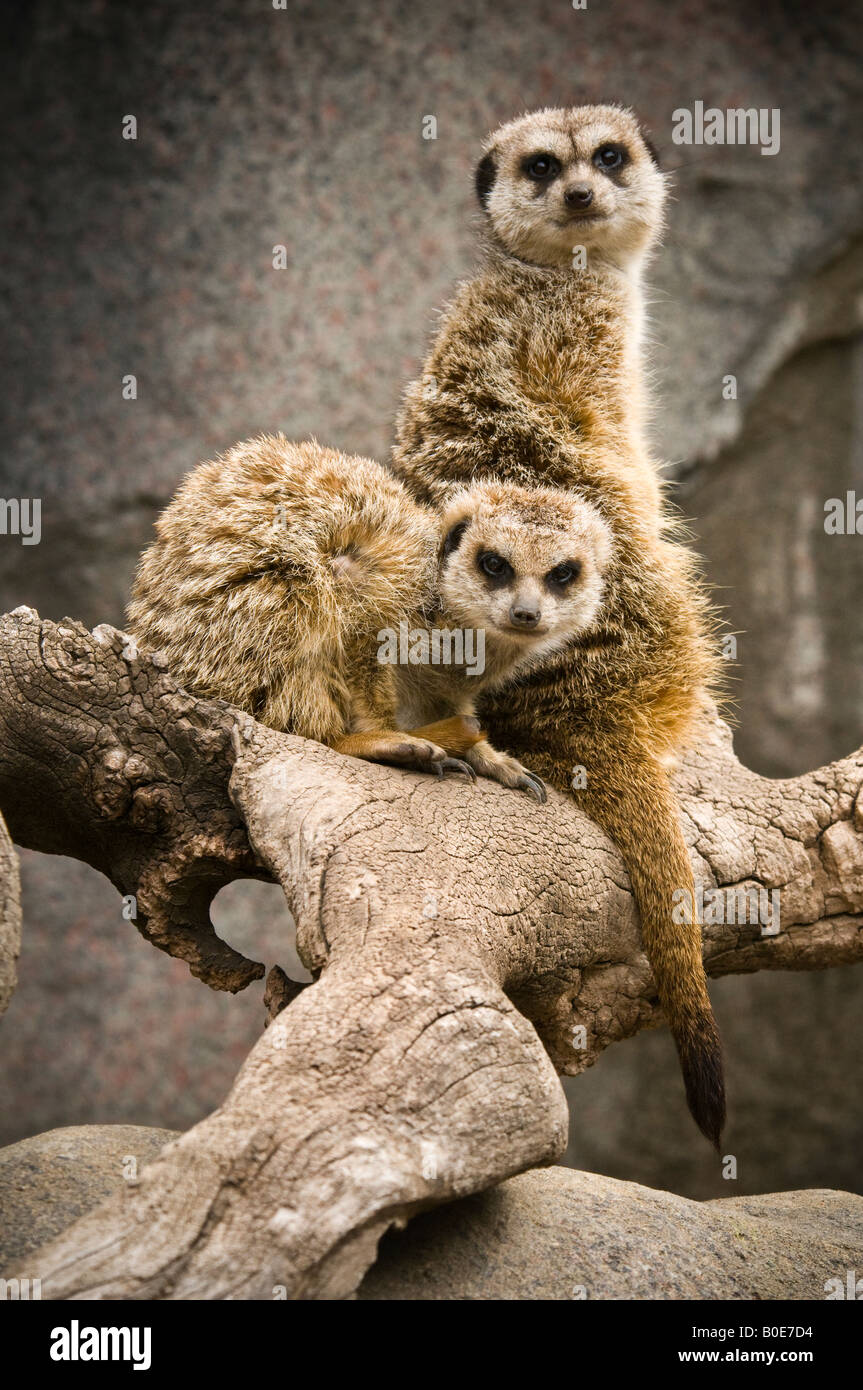 Two meerkats on log Stock Photo - Alamy
