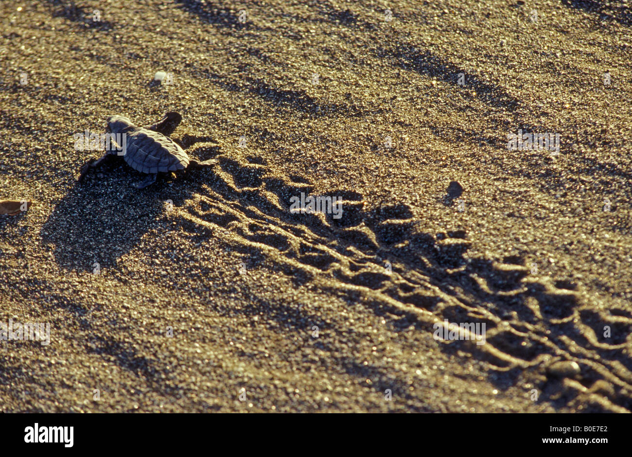 Pacific Ridley Sea Turtle (Lepidochelys olivacea) Going to sea -Costa ...
