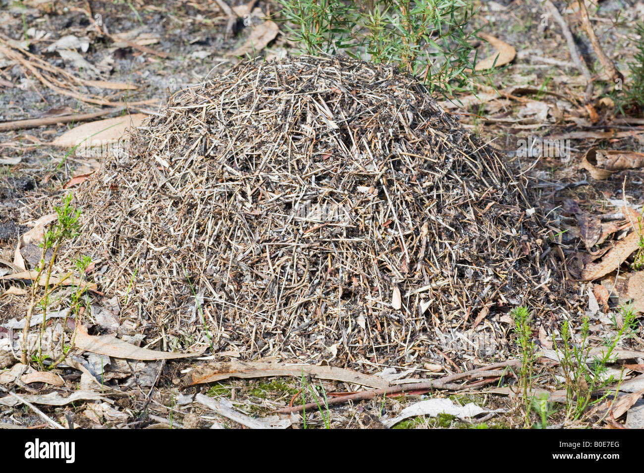 Australian stick insect ant hi-res stock photography and images - Alamy