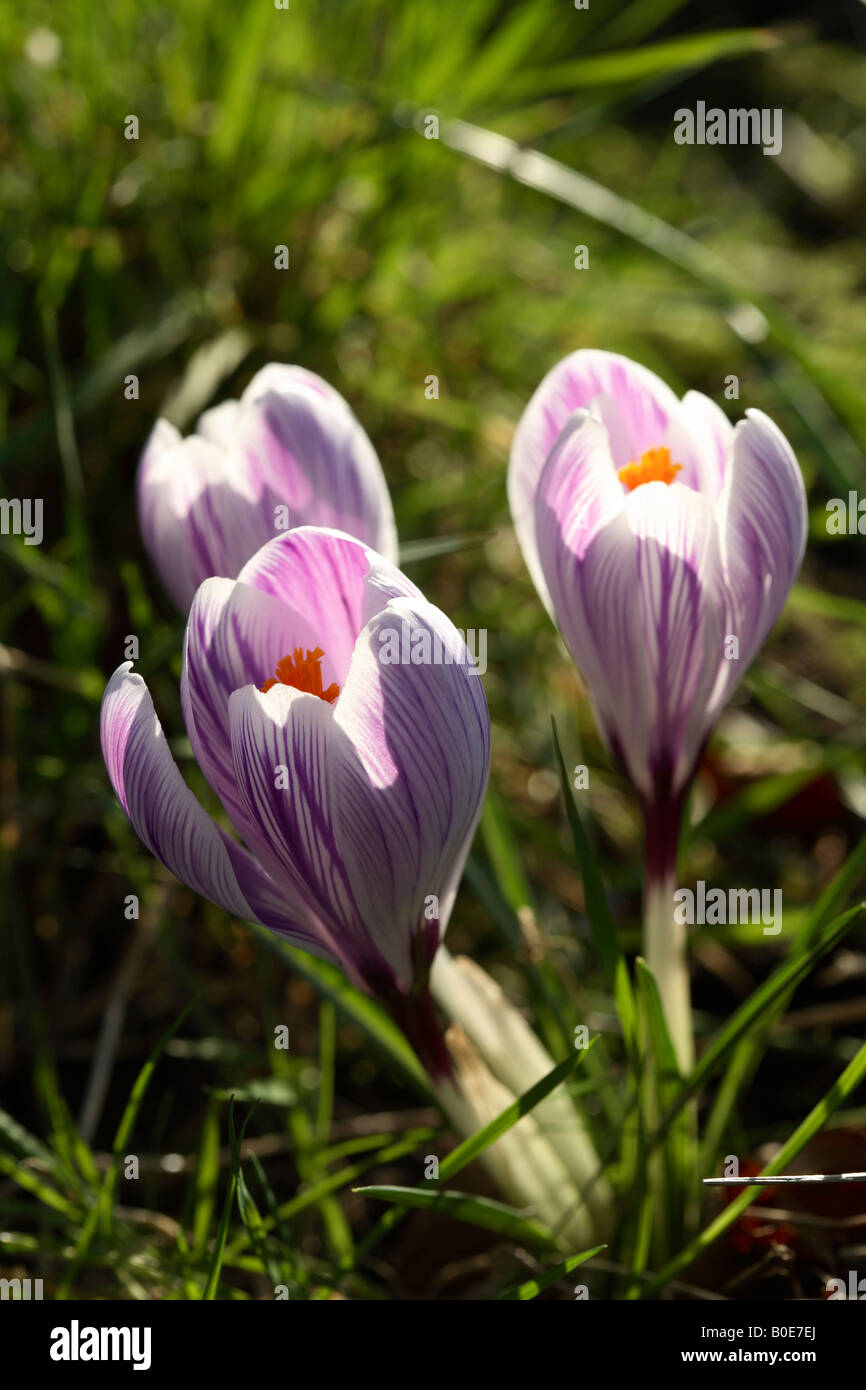 CROCUS IN SPRING Stock Photo - Alamy