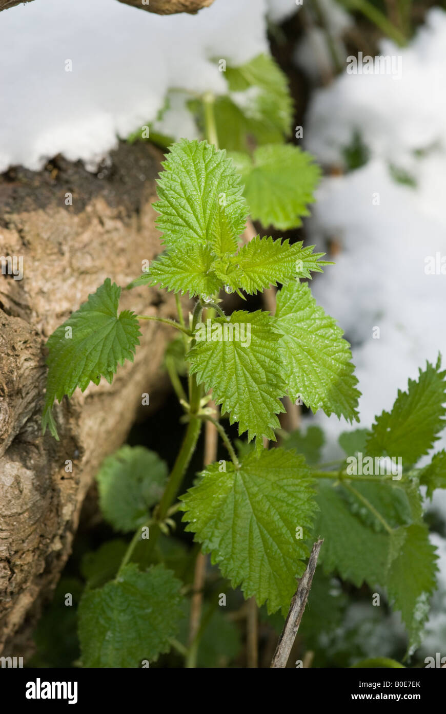 Young nettle leaves with snow around them in woodland nestled into a ...