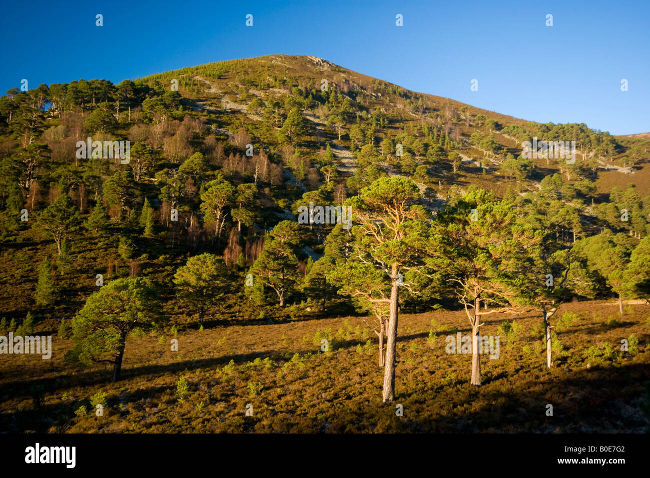 Native Pinewood, Ryvoan, Glenmore, Cairngorms National Park, Scotland ...