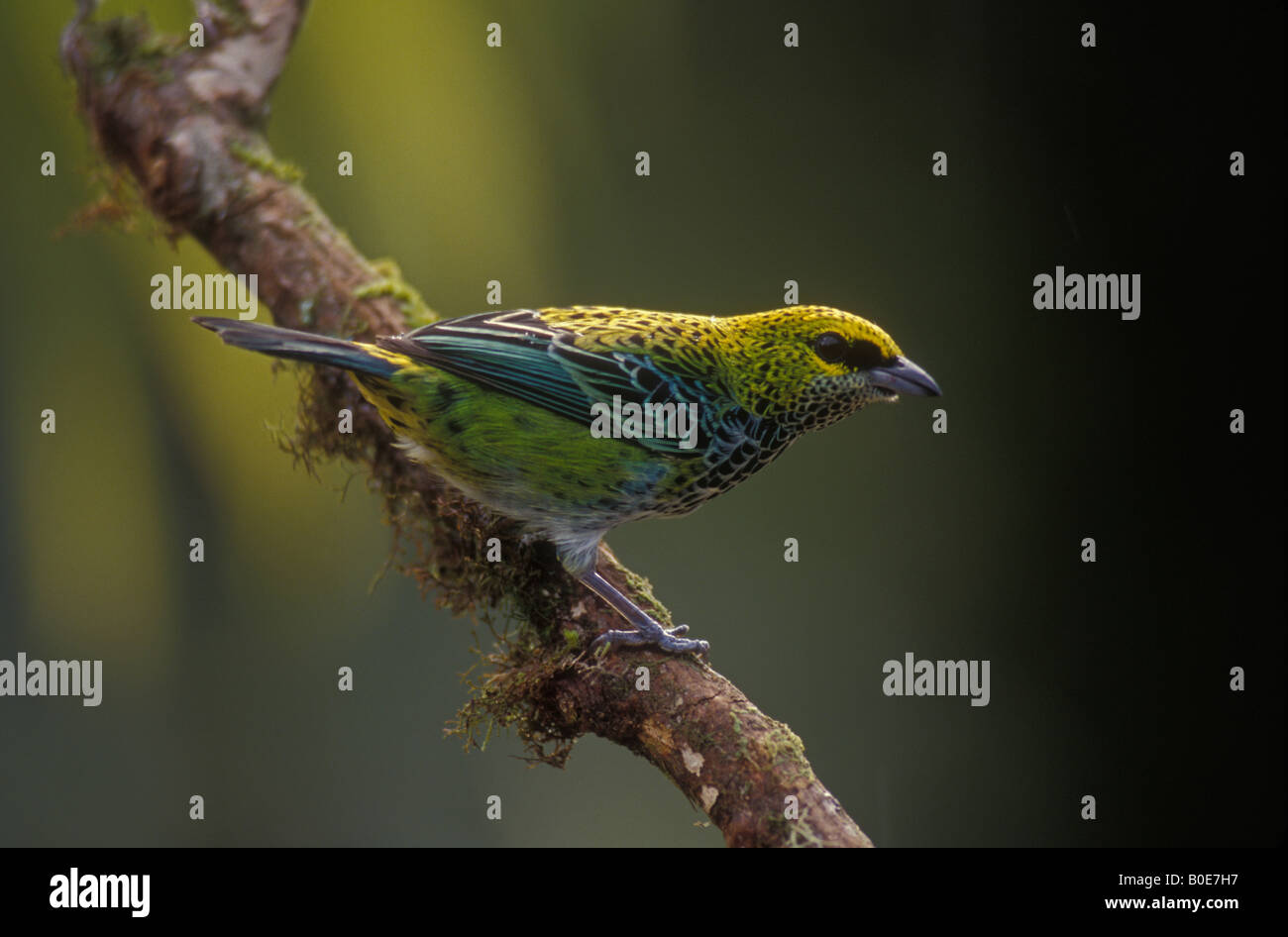 Speckled Tanager (Tangara buttata) Costa Rica - Tropical rain forest ...