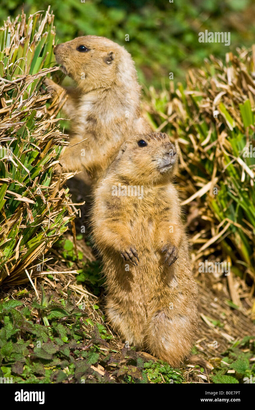 Prairie Dogs on guard Stock Photo - Alamy