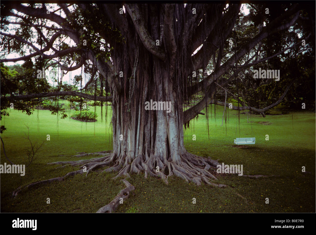Banyan tree Big Island of Hawaii Stock Photo - Alamy