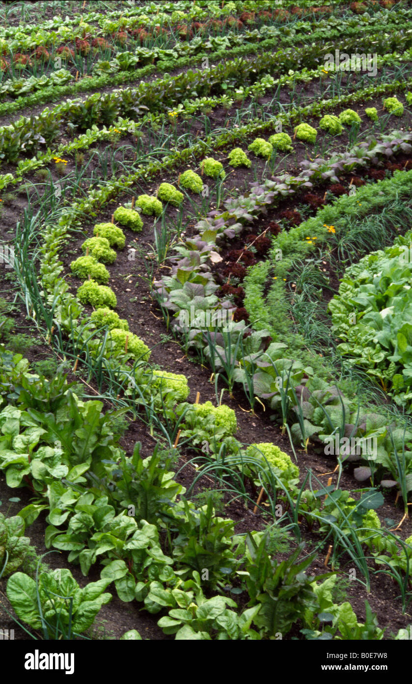 Organic vegetable farm Stock Photo - Alamy