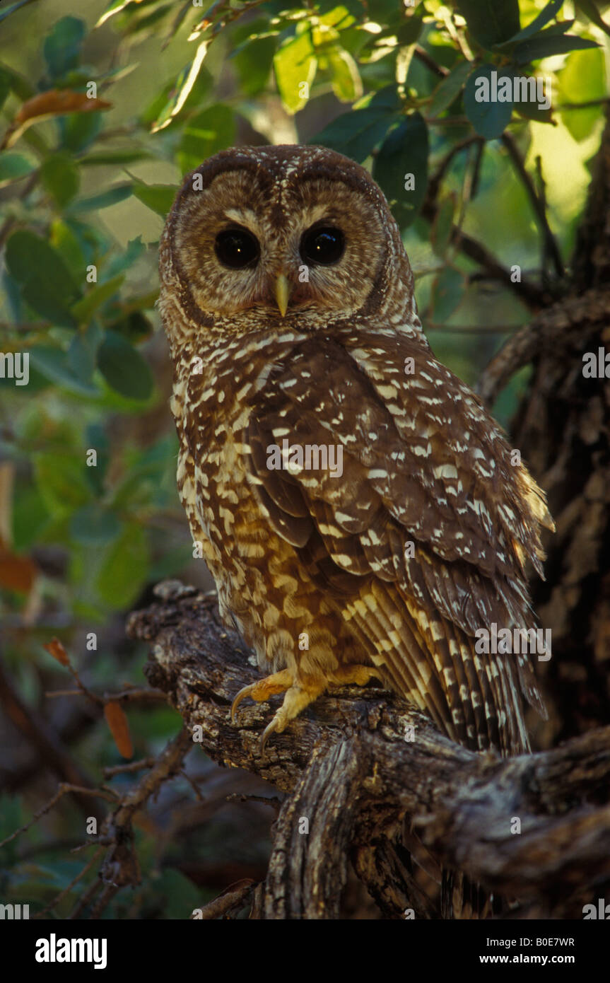 Spotted Owl (Strix occidentalis) Mexican subspecies - Threatened status ...
