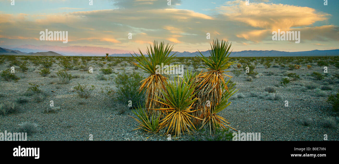 Yucca at sunset, Humbolt - Toiyabe National Forest, Nevada Stock Photo ...