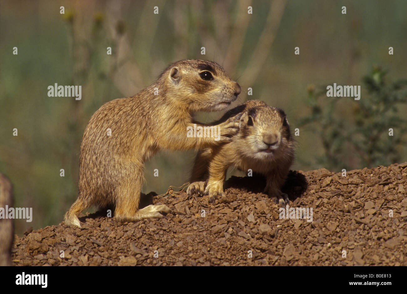 Cynomys gunnisoni hi-res stock photography and images - Alamy