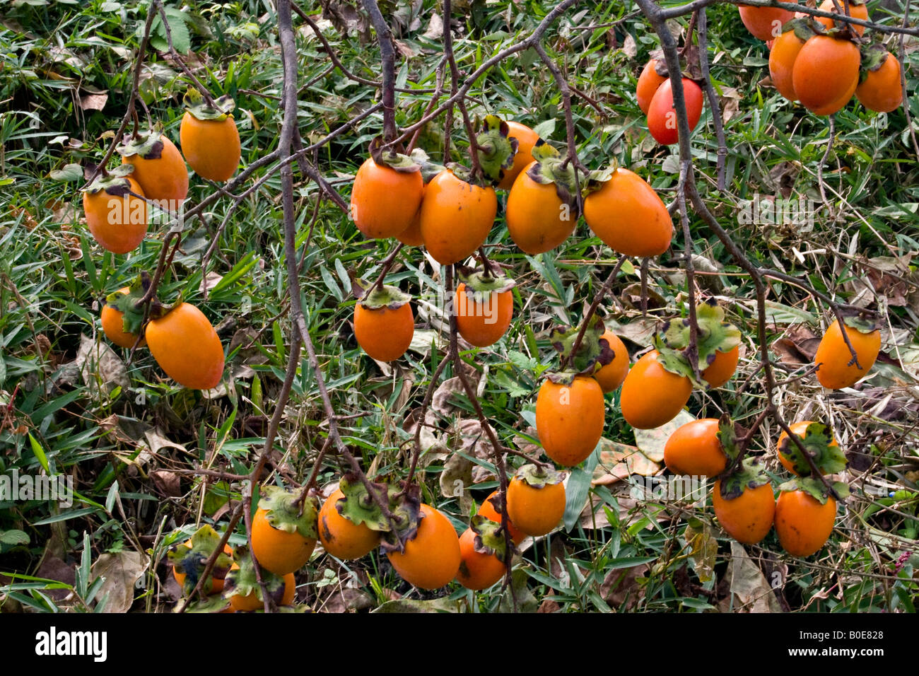 Japanese Kaki Persimmons (Diospyros kaki Stock Photo - Alamy