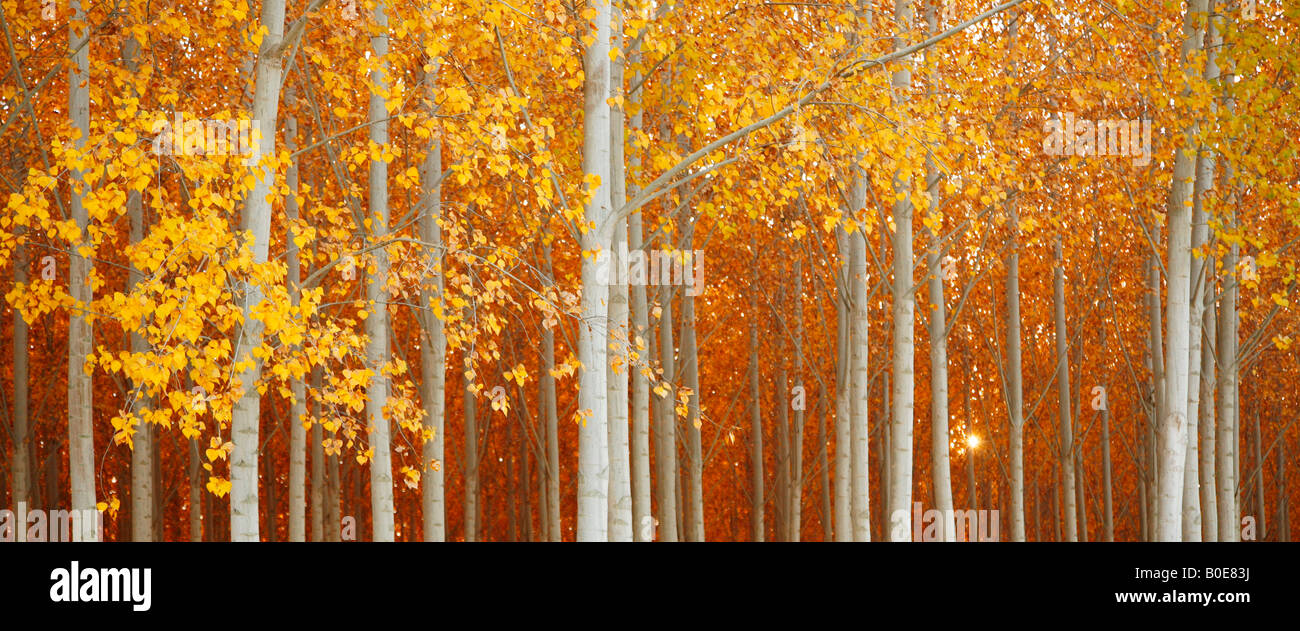 Poplar trees in autumn, Oregon Stock Photo - Alamy