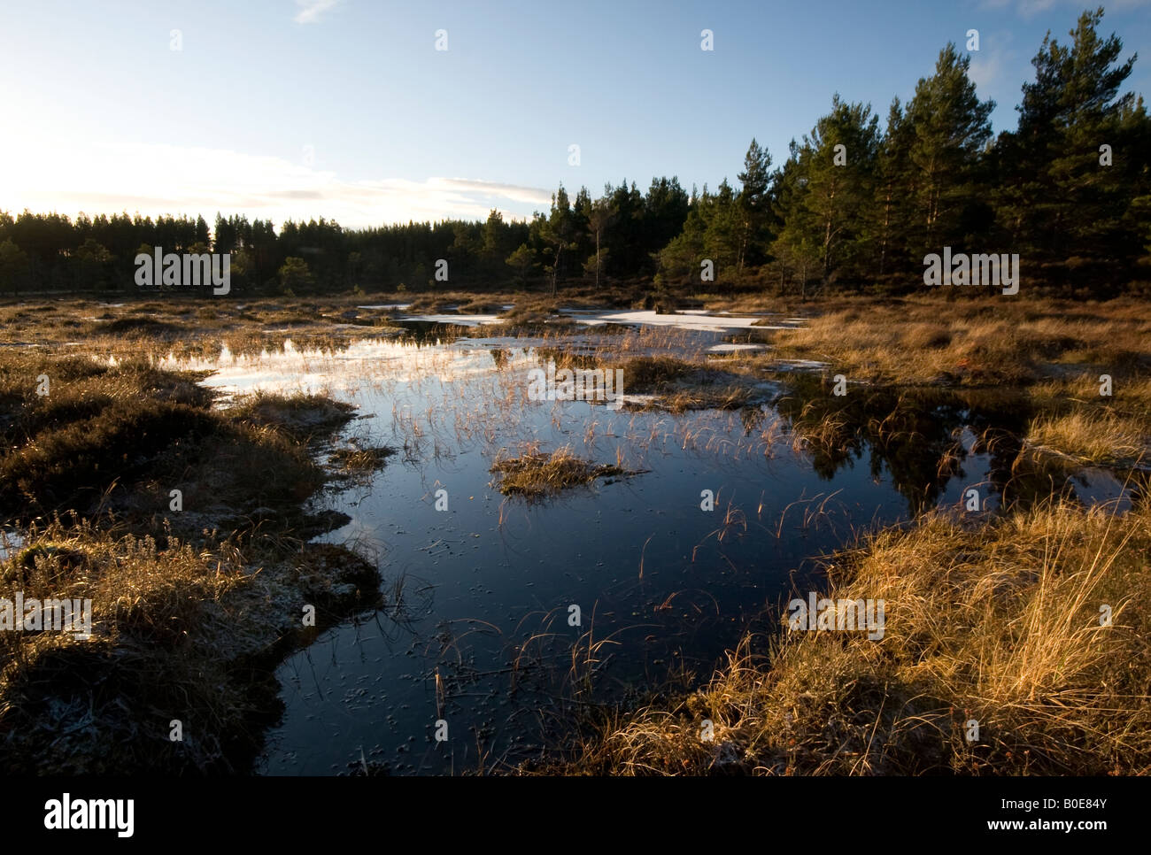Scots pine hi-res stock photography and images - Alamy