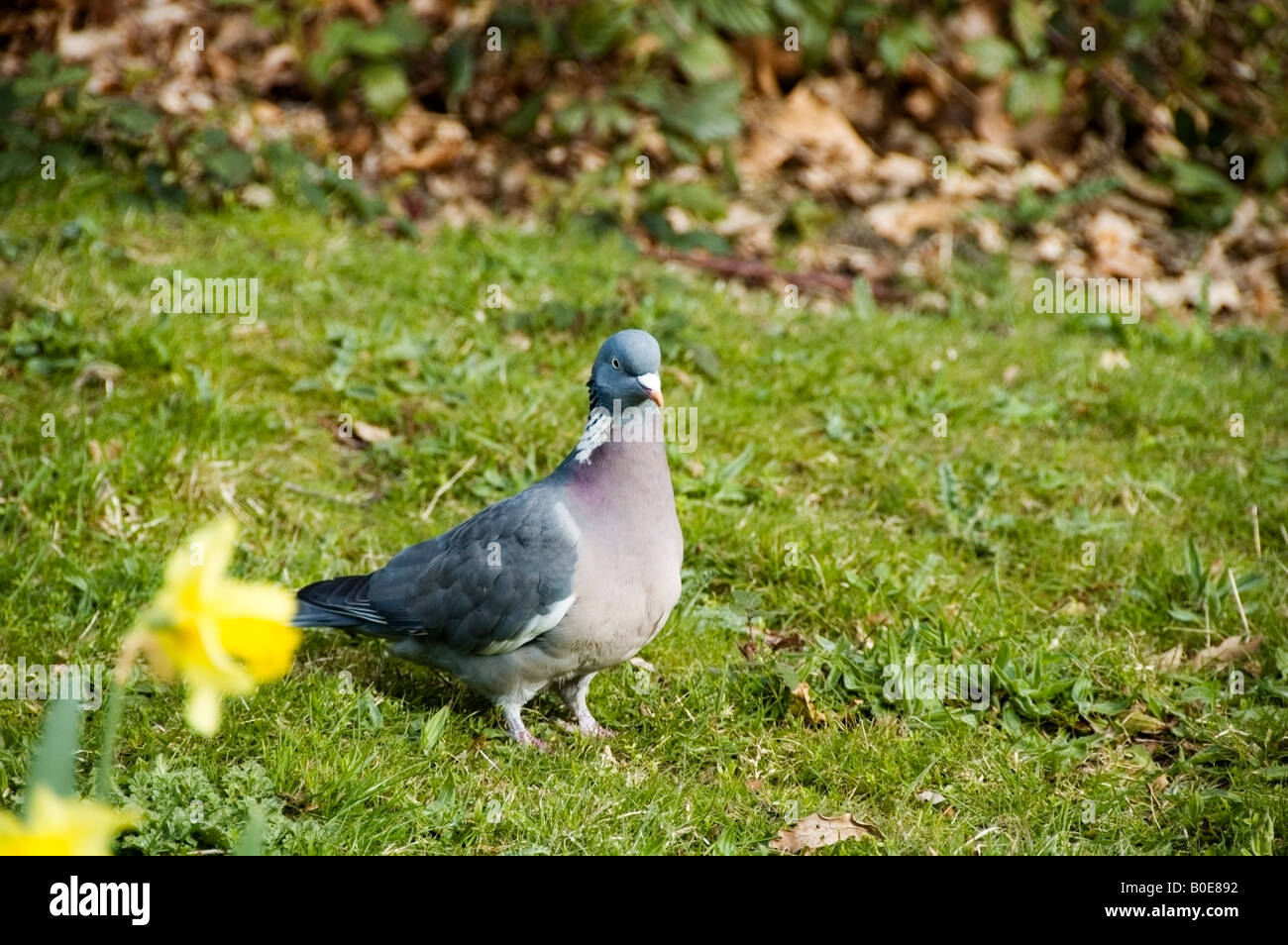 Feral pigeon london lawn hi-res stock photography and images - Alamy
