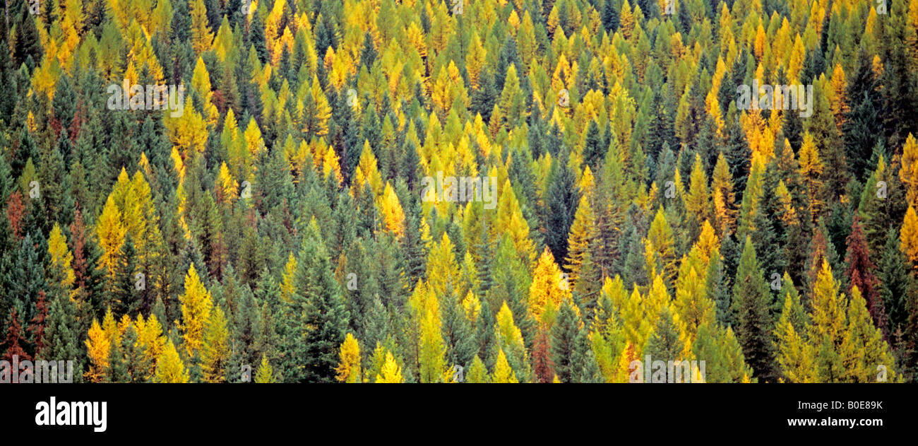 Larch forest in autumn, Idaho, Sawtooth National Forest Stock Photo - Alamy