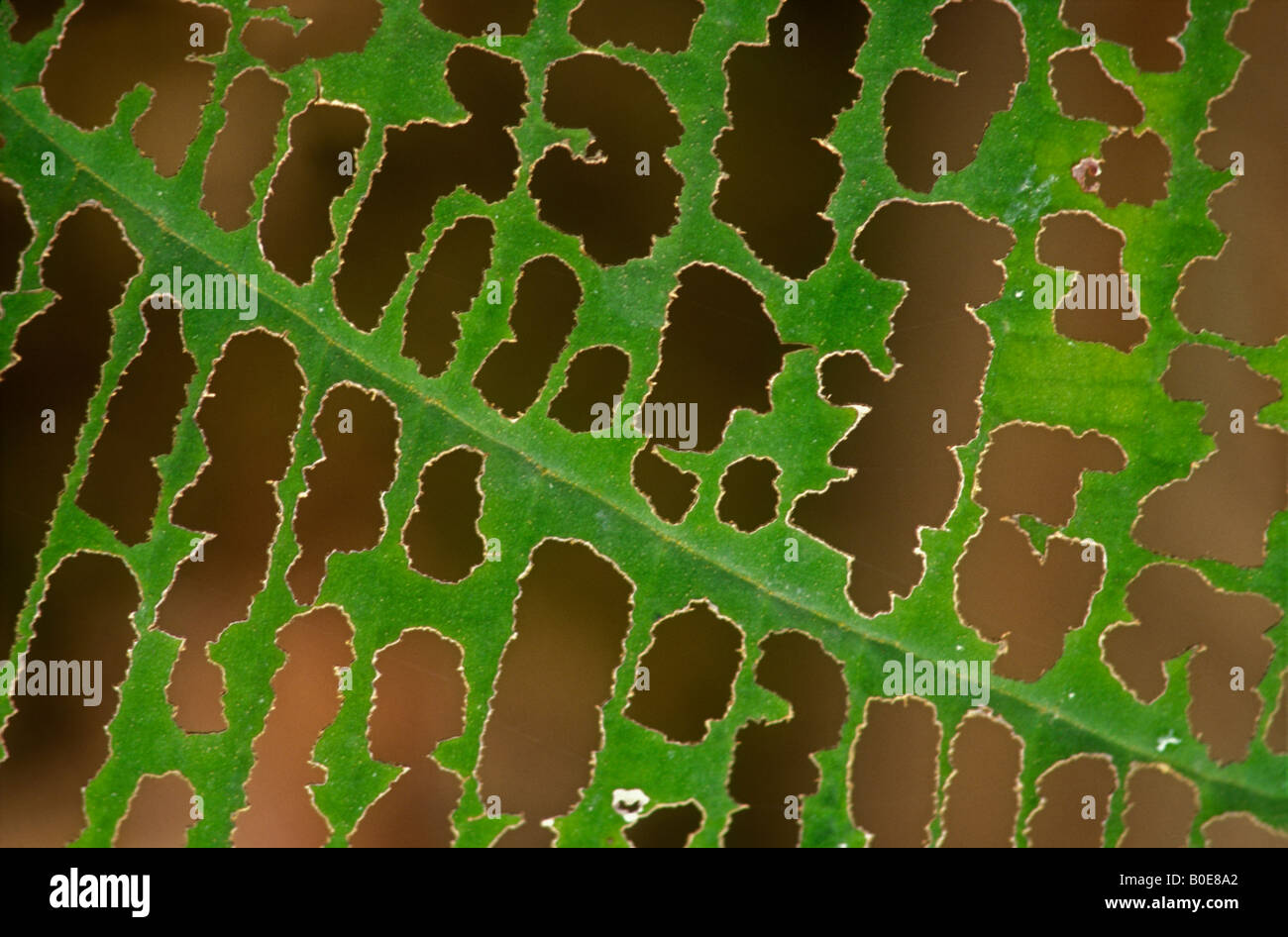 Damage by insect hi-res stock photography and images - Alamy