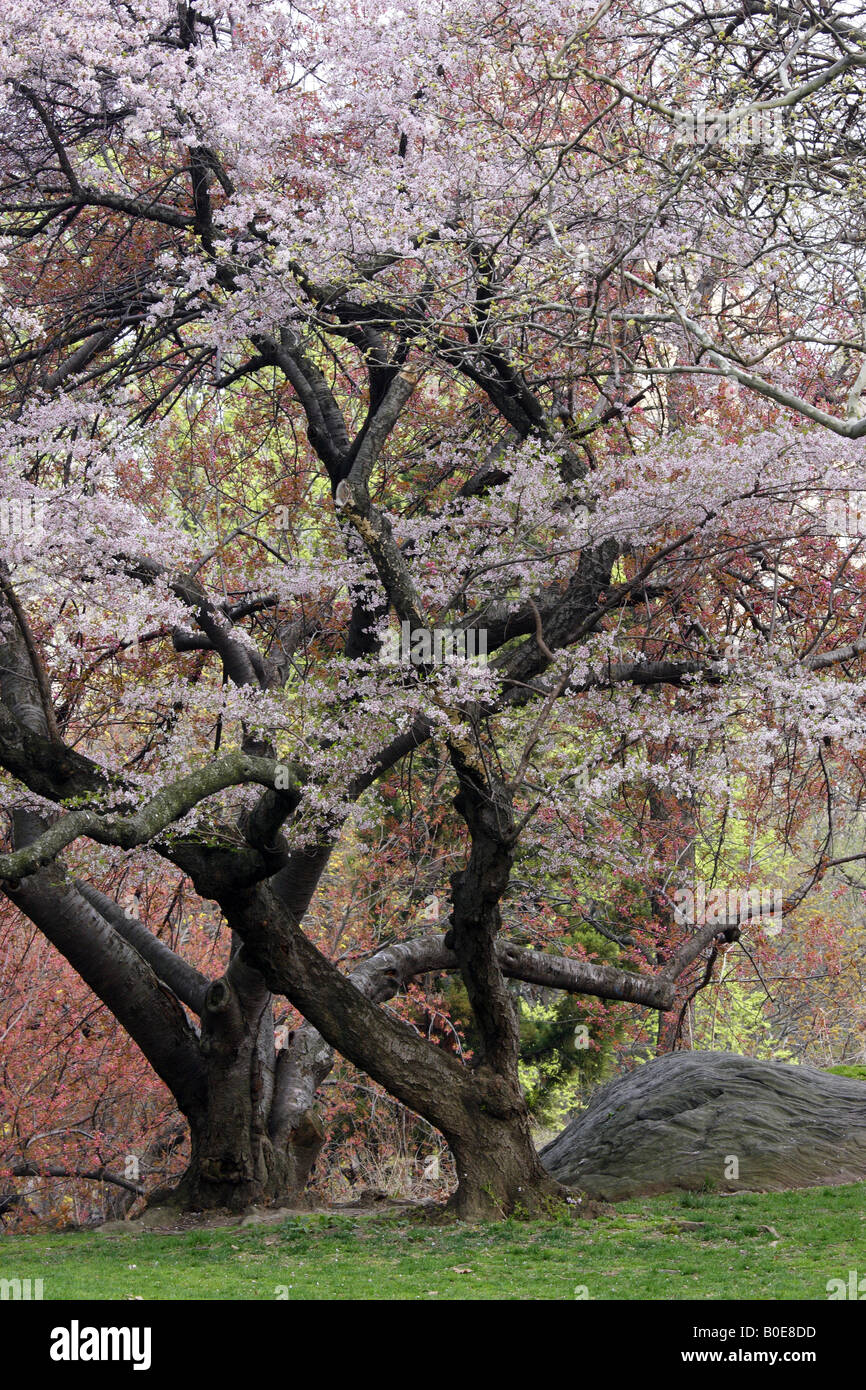 Early spring in central park Stock Photo - Alamy