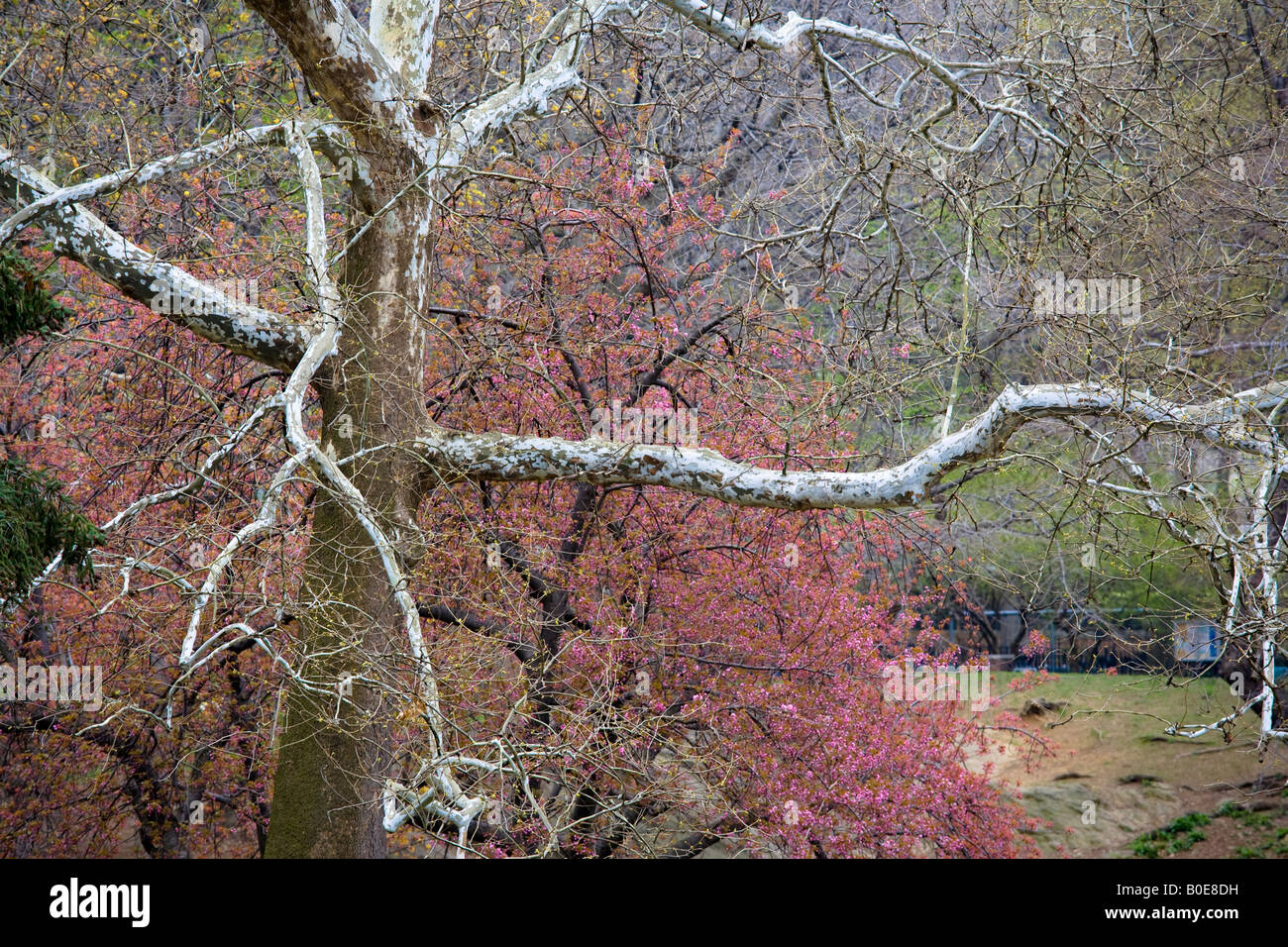 Early spring in Central Park New York City Stock Photo - Alamy