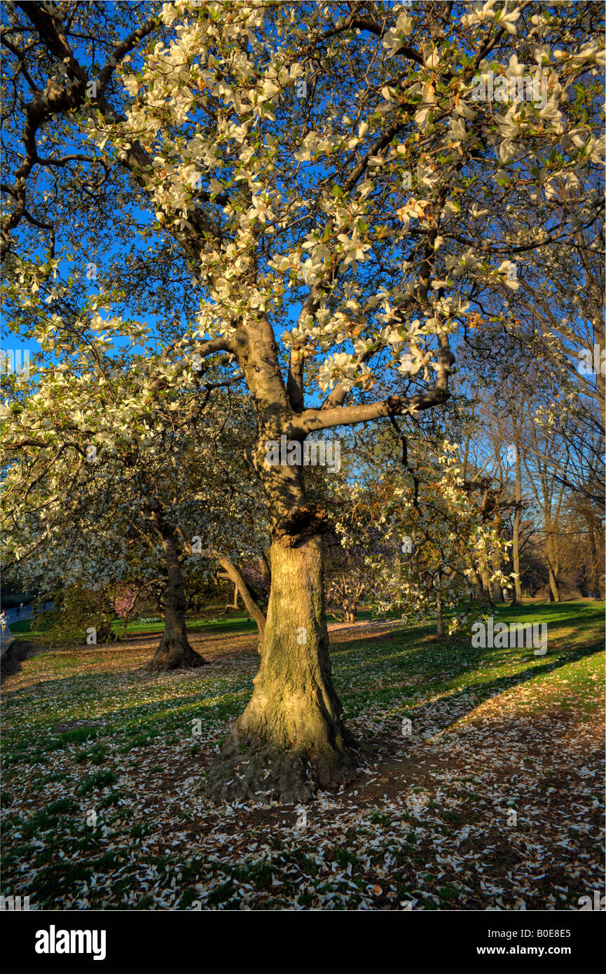 Early spring in central park Stock Photo - Alamy