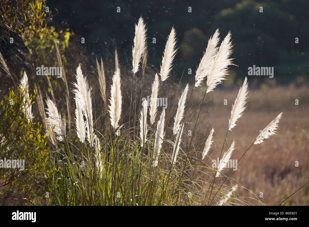 Pampas Grass (Cortaderia selloana). Native to South America, it is ...