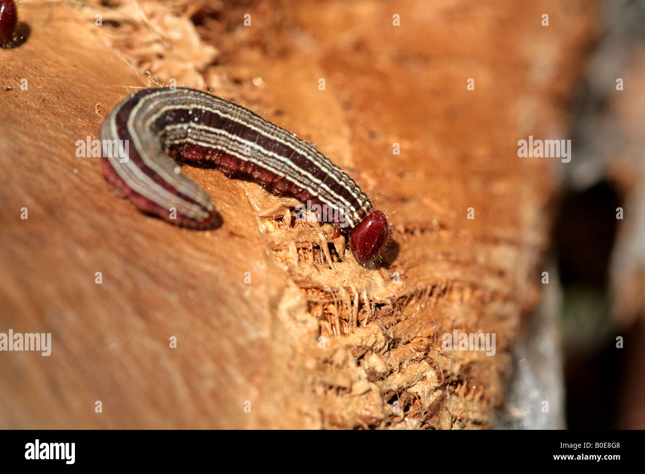 Wood eating worm in a palmtree Stock Photo - Alamy