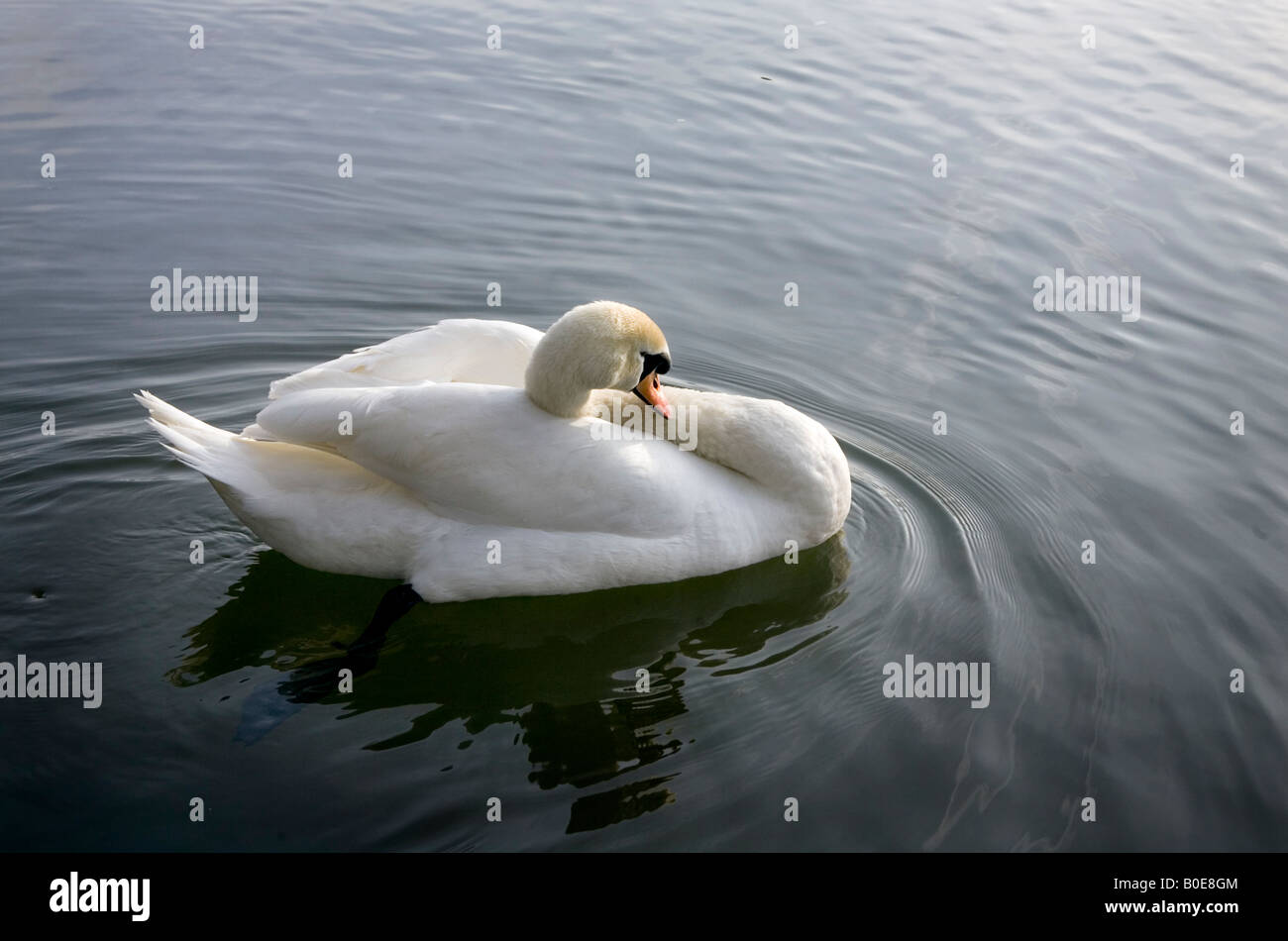 A swan on the River Thames near Medmenham, Buckinghamshire, England ...