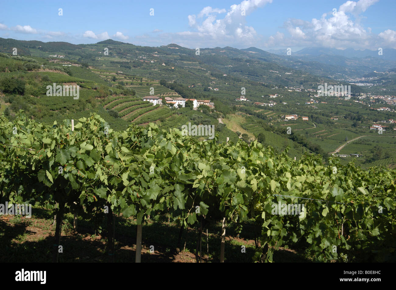 Agricoltura vigna vigneti vigne hi-res stock photography and images - Alamy