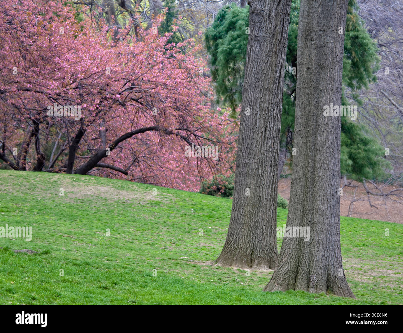Spring central park new york hi-res stock photography and images - Alamy