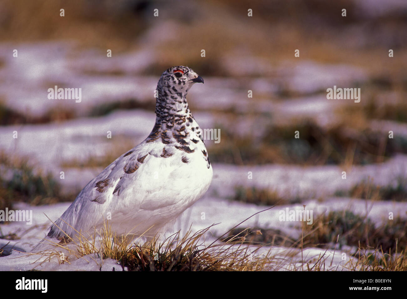 White-tailed Ptarmigan (Lagopus leucurus) - On tundra -Colorado Stock ...