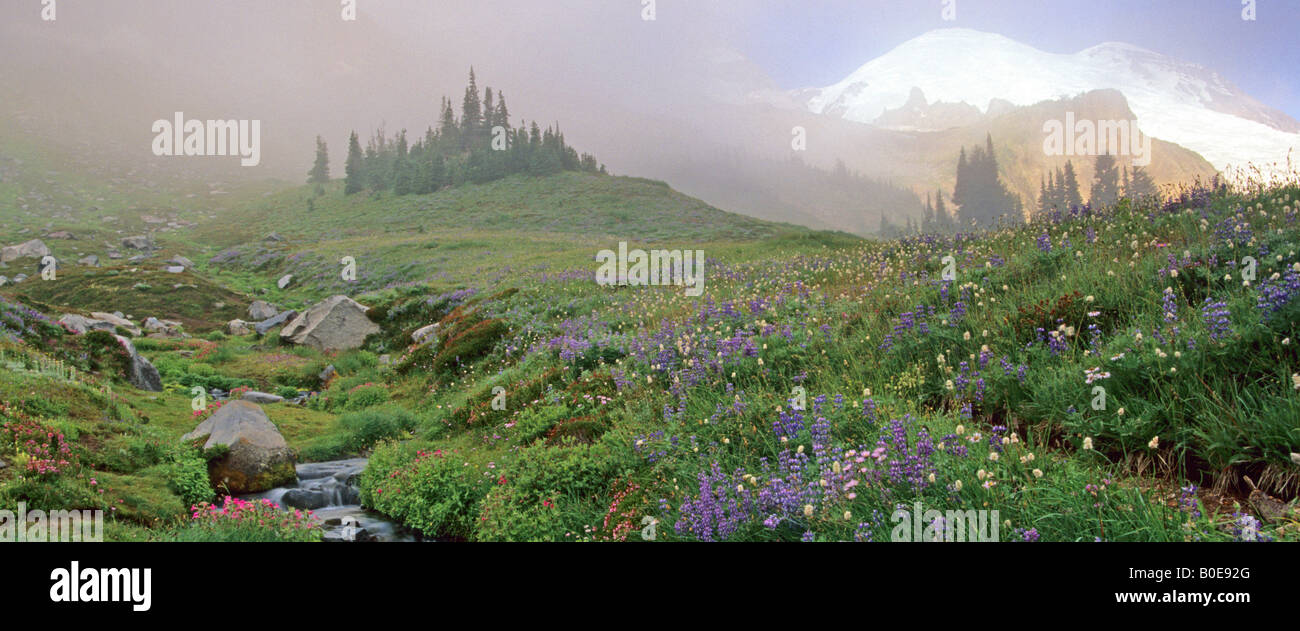 Mount Rainier and Summerland Meadow, Mount Rainier National Park ...