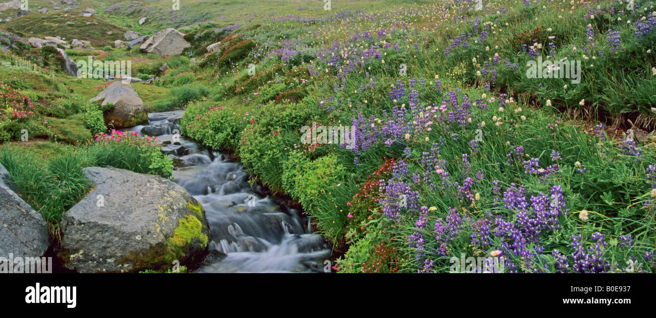 Summerland Meadow, Mount Rainier National Park, Washington Stock Photo ...