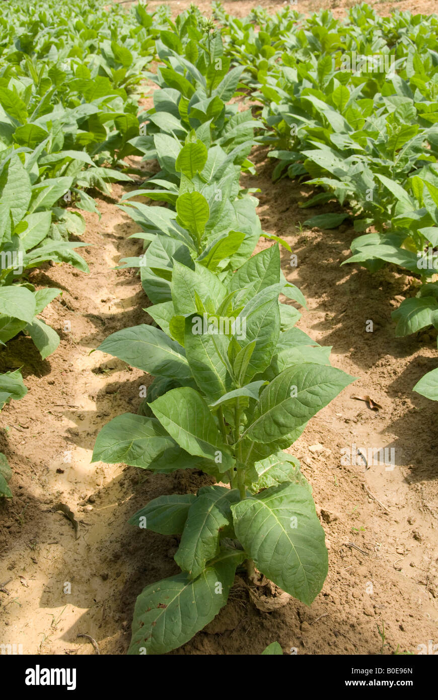 Tobacco plant hi-res stock photography and images - Alamy