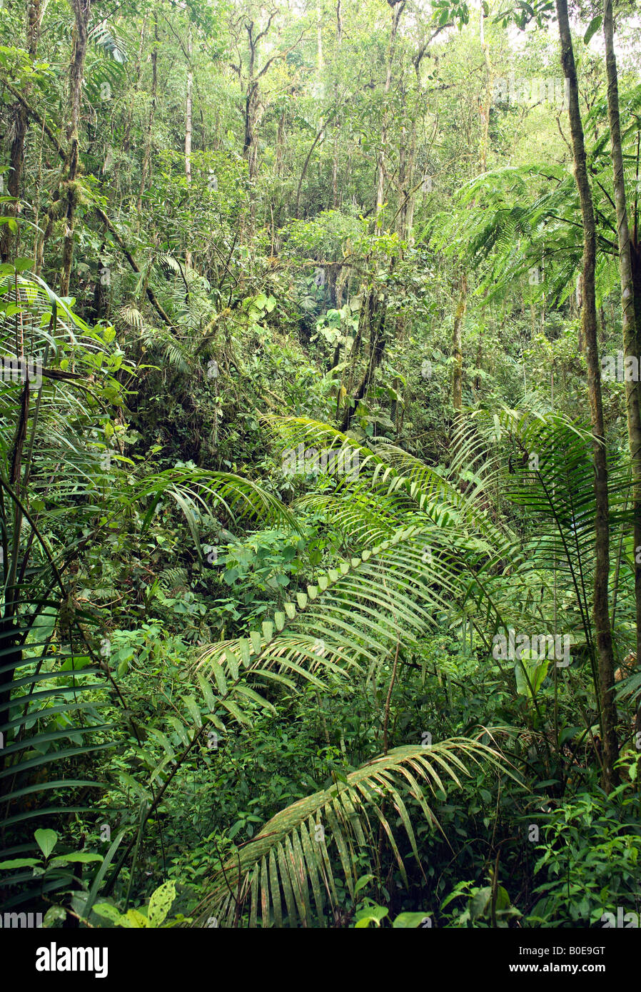 Montane Sub Tropical Forest