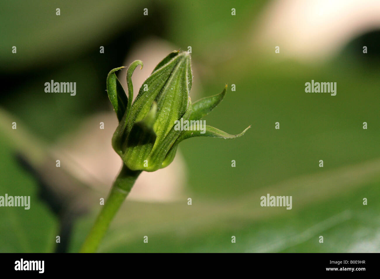 Closed green hibiscus flower hi-res stock photography and images - Alamy