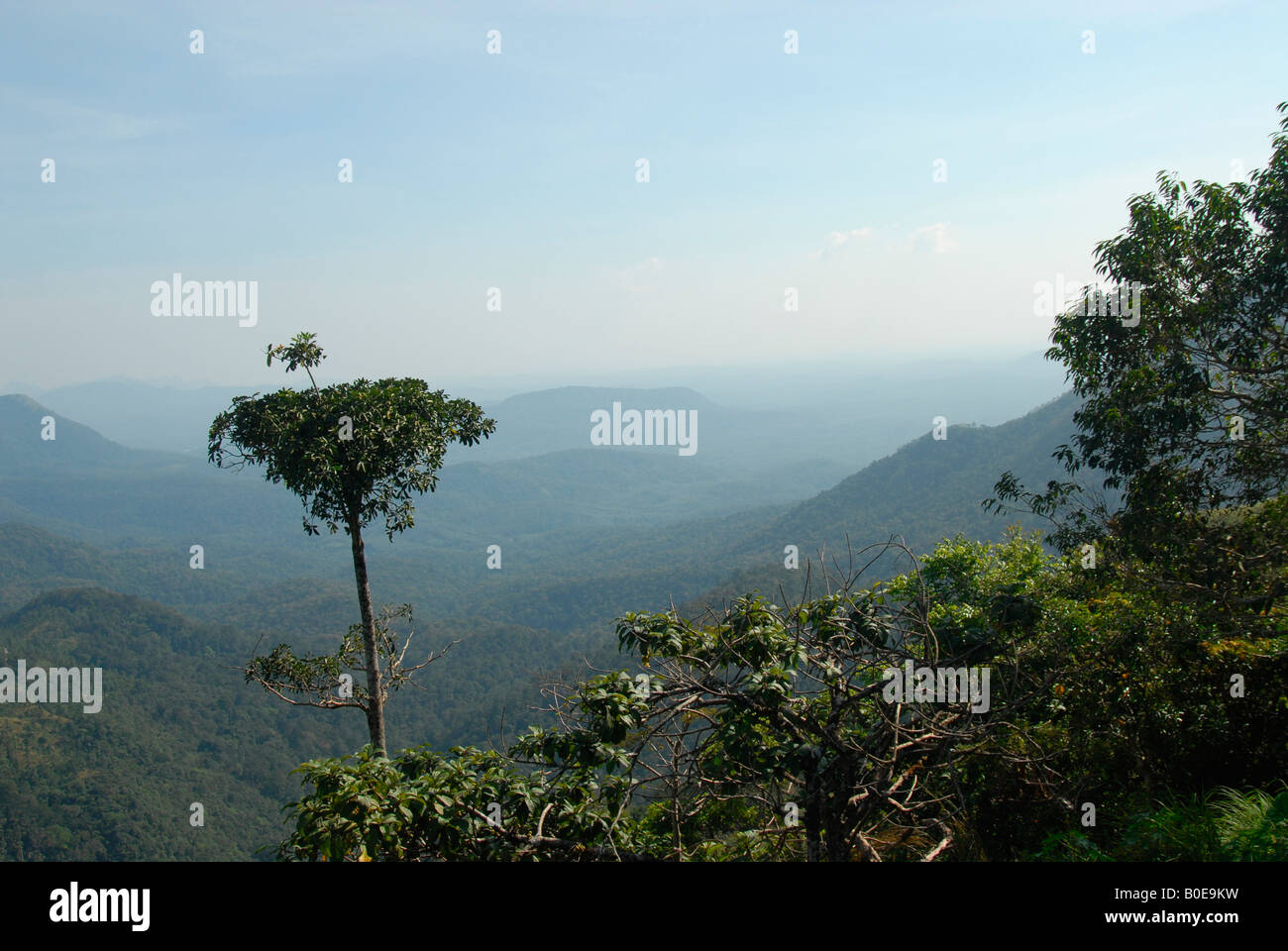 Ponmudi hills, kerala, india Stock Photo - Alamy