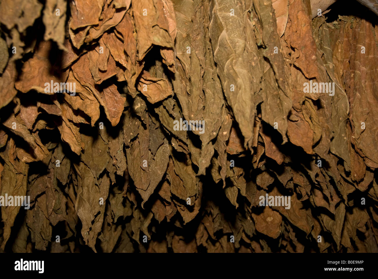 Cigar drying hi-res stock photography and images - Alamy