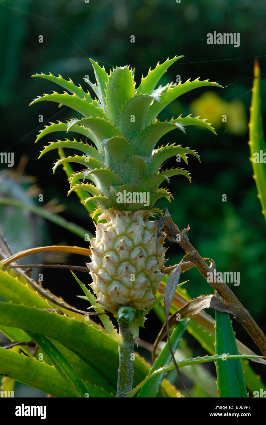 Pine apple hi-res stock photography and images - Alamy